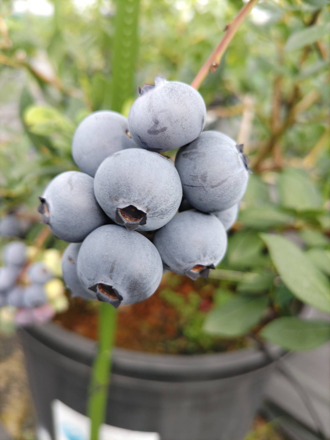 完熟ブルーベリー♡ | ブルーベリーガーデンさくら | 滋賀県東近江市のブルーベリー園