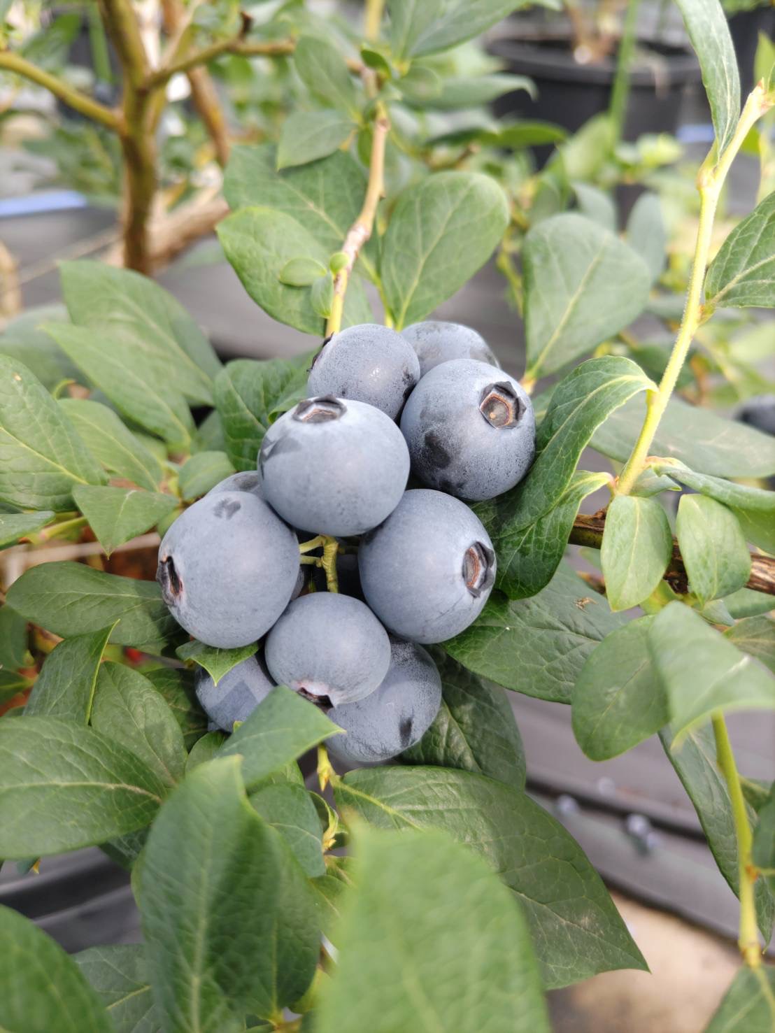 完熟ブルーベリー♡ | ブルーベリーガーデンさくら | 滋賀県東近江市のブルーベリー園