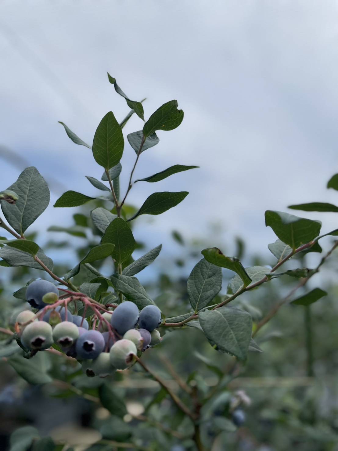 プレオープンありがとうございました♡ | ブルーベリーガーデンさくら | 滋賀県東近江市のブルーベリー園